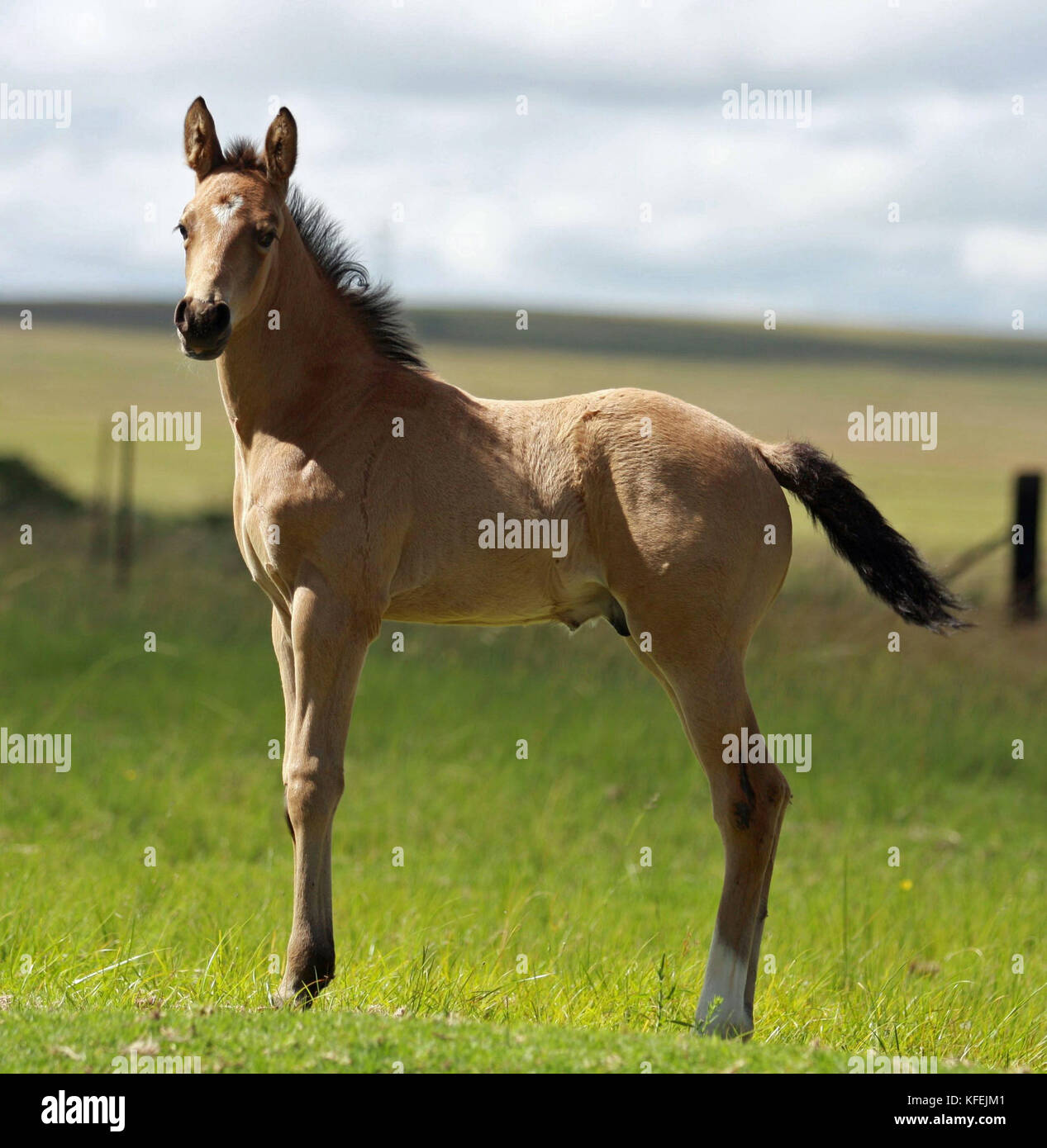 Straight Legs High Resolution Stock Photography and Images - Alamy