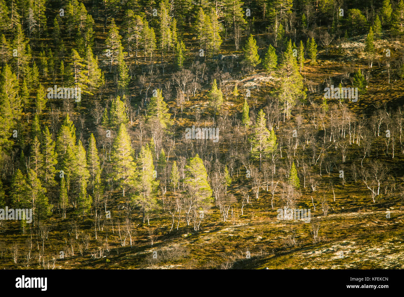 A beautiful aerial view of an autumn forest in Norway. Pine trees from ...
