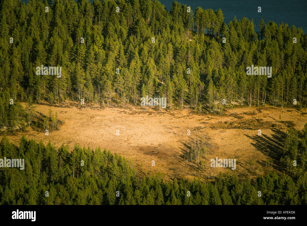 A beautiful aerial view of an autumn forest in Norway. Pine trees from ...