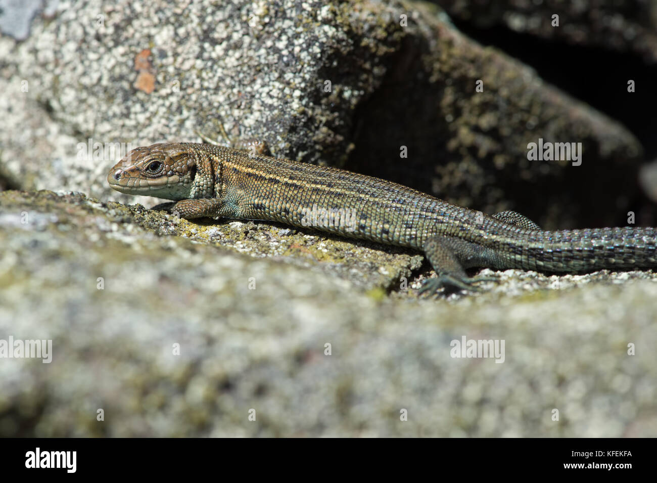 Viviparous Lizard (Zootoca vivipara Stock Photo - Alamy