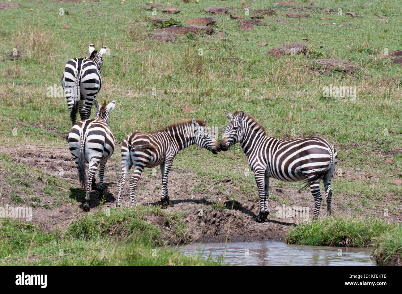 Common Zebra (Equus quagga), Masai Mara, Kenya Stock Photo - Alamy