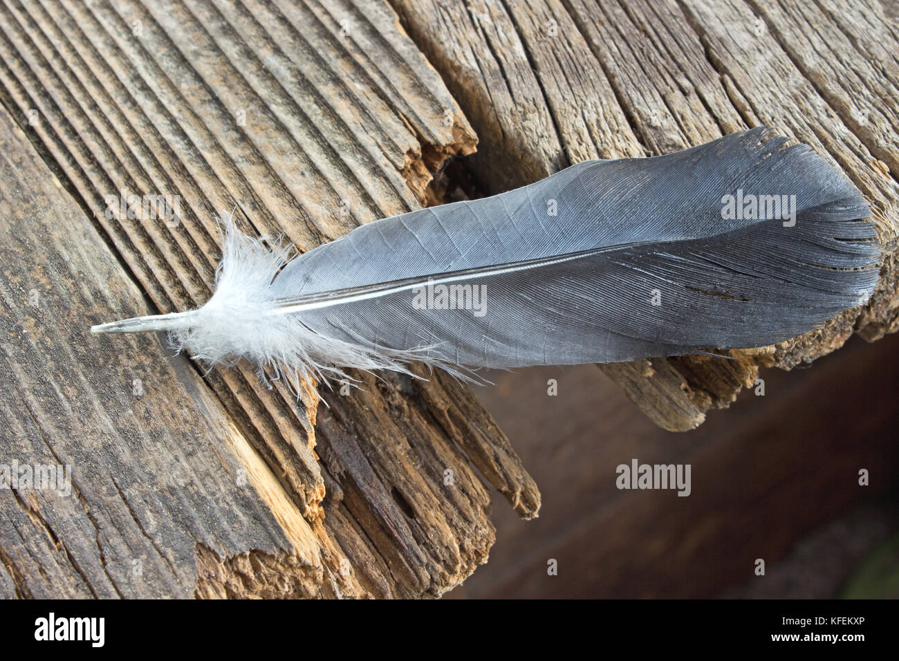 Black feather on old woode Stock Photo - Alamy