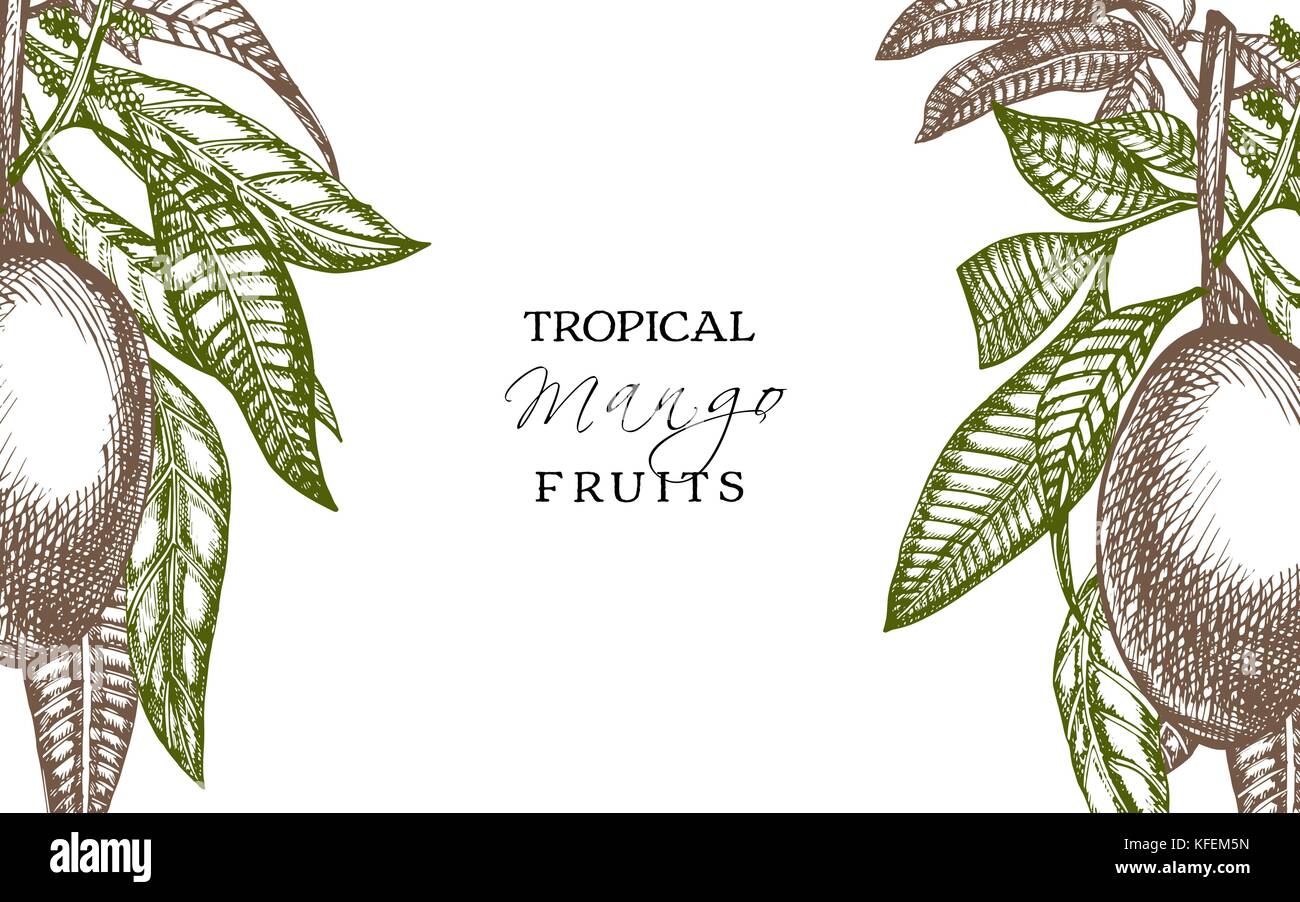 Hand drawn mango fruits card with leafs and mango slices and cubes ...