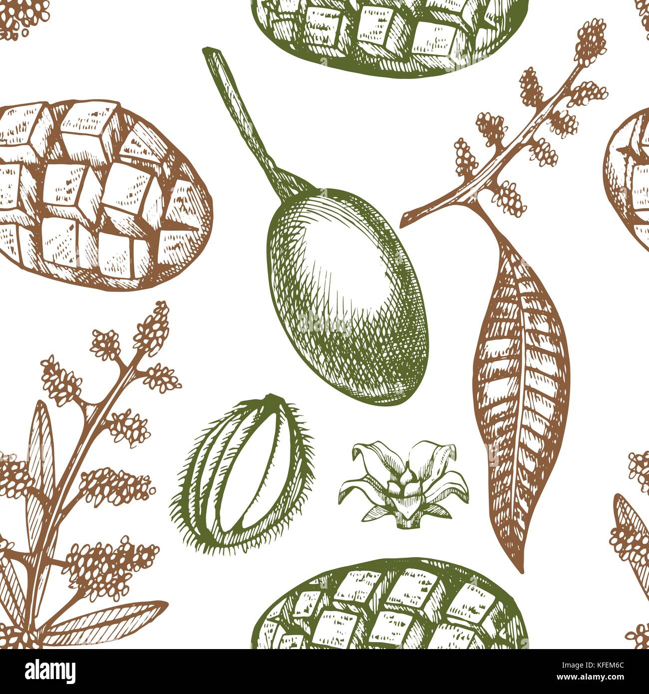 Mango tree vintage seamless pattern. Botanical mango fruit. Engraved ...