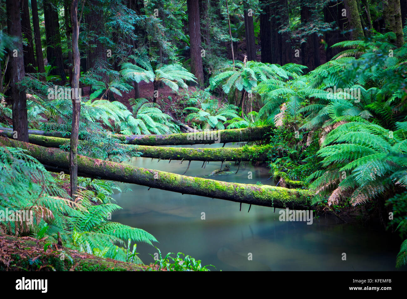 The tranquil Californian Redwood Forest in Cape Otway, Victoria ...