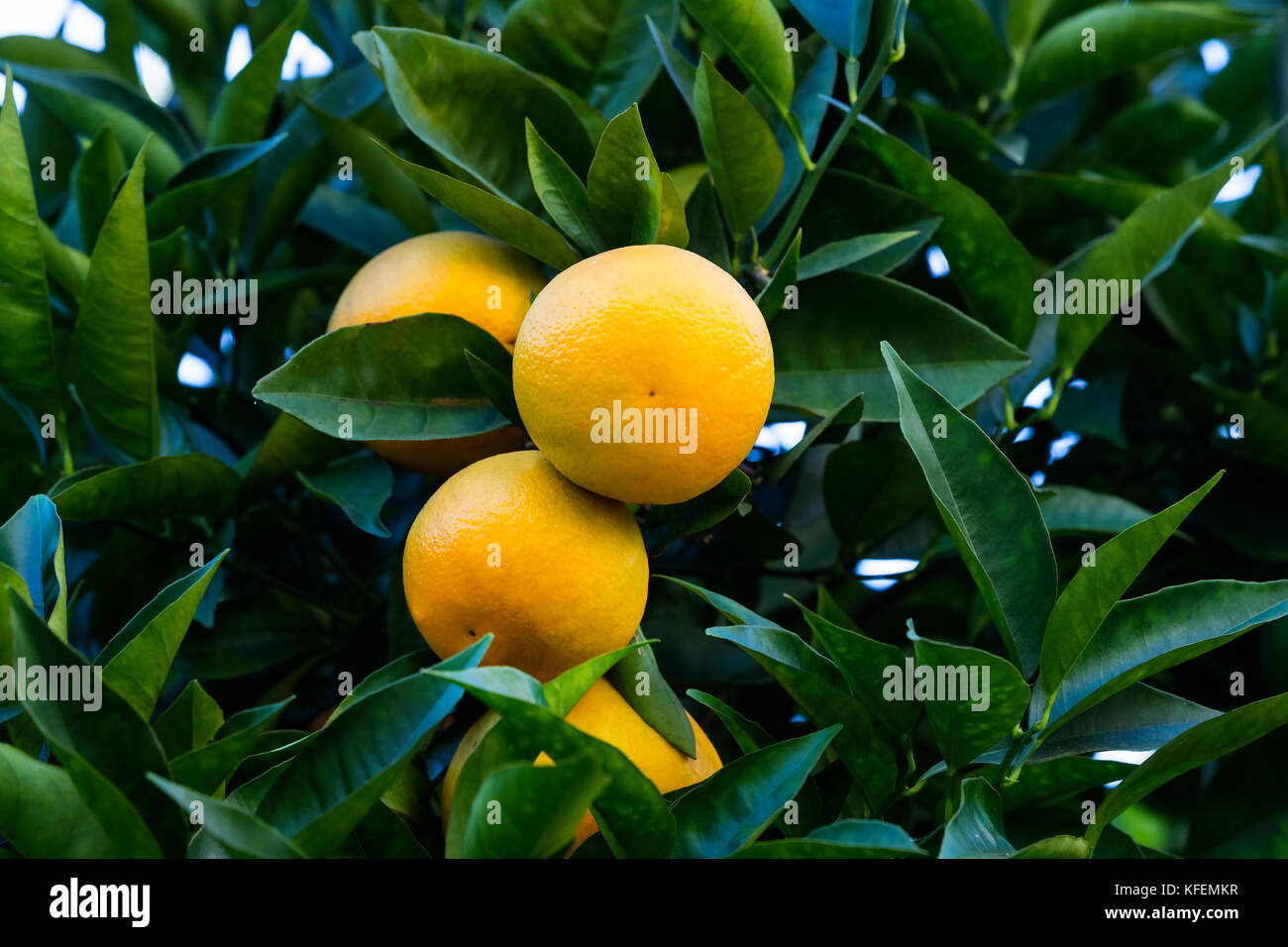 Orange tree with fruits ripen in the garden Stock Photo - Alamy