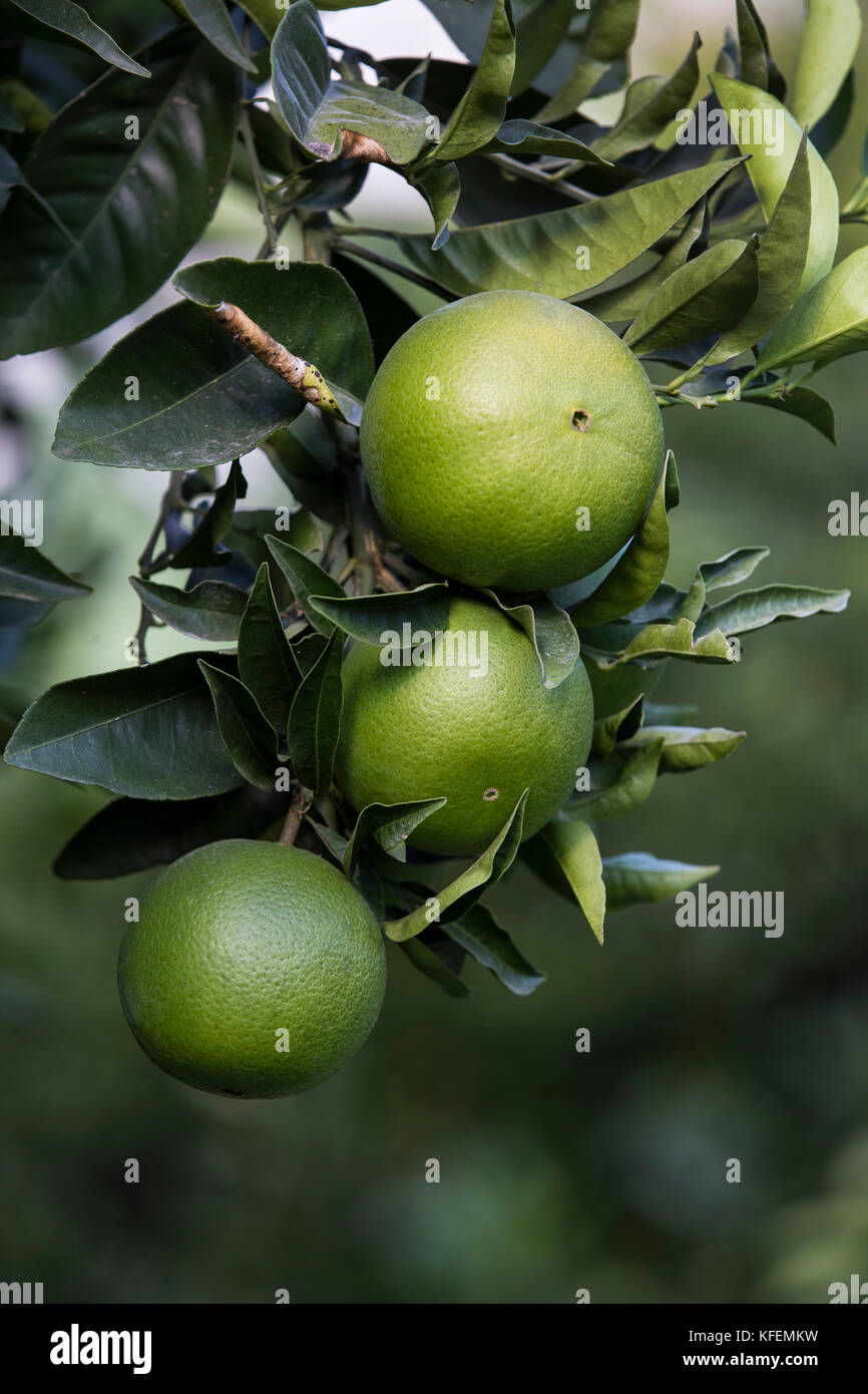 Orange tree with fruits ripen in the garden Stock Photo - Alamy
