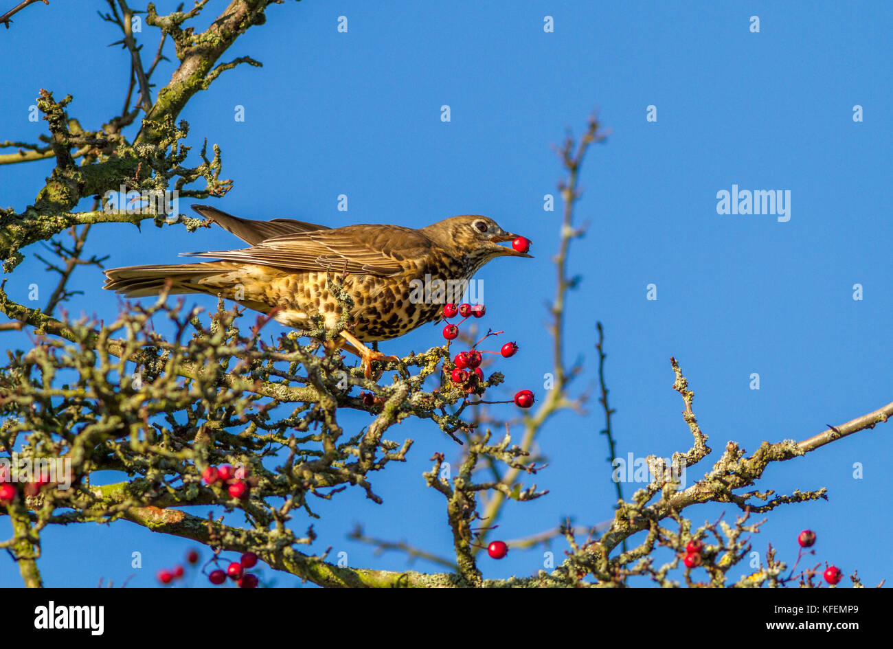 UK wildlife: mistle thrush bird eating red berries from a hawthorn tree ...