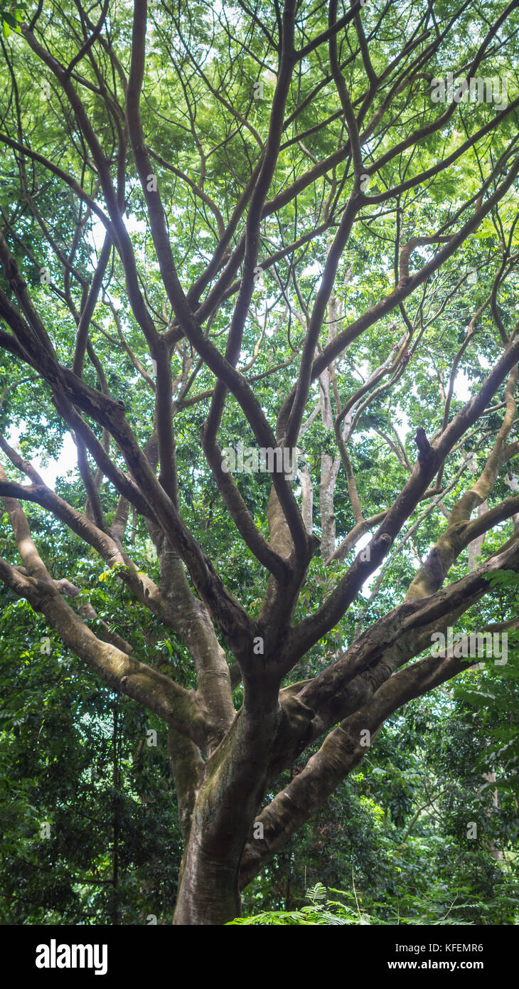 huge trunk of a tree with many branches surrounded by dense green ...
