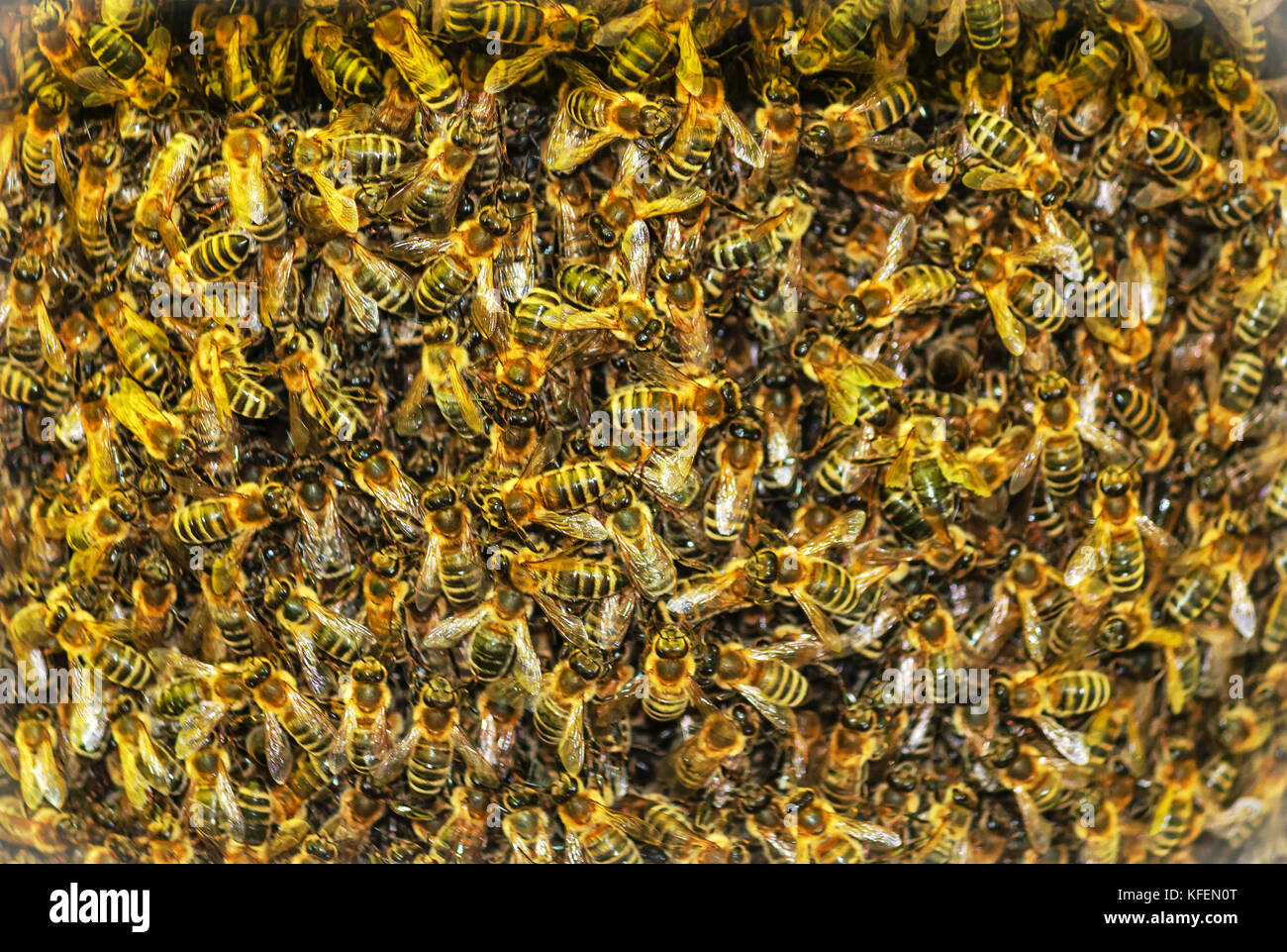 Bee hive background Stock Photo - Alamy