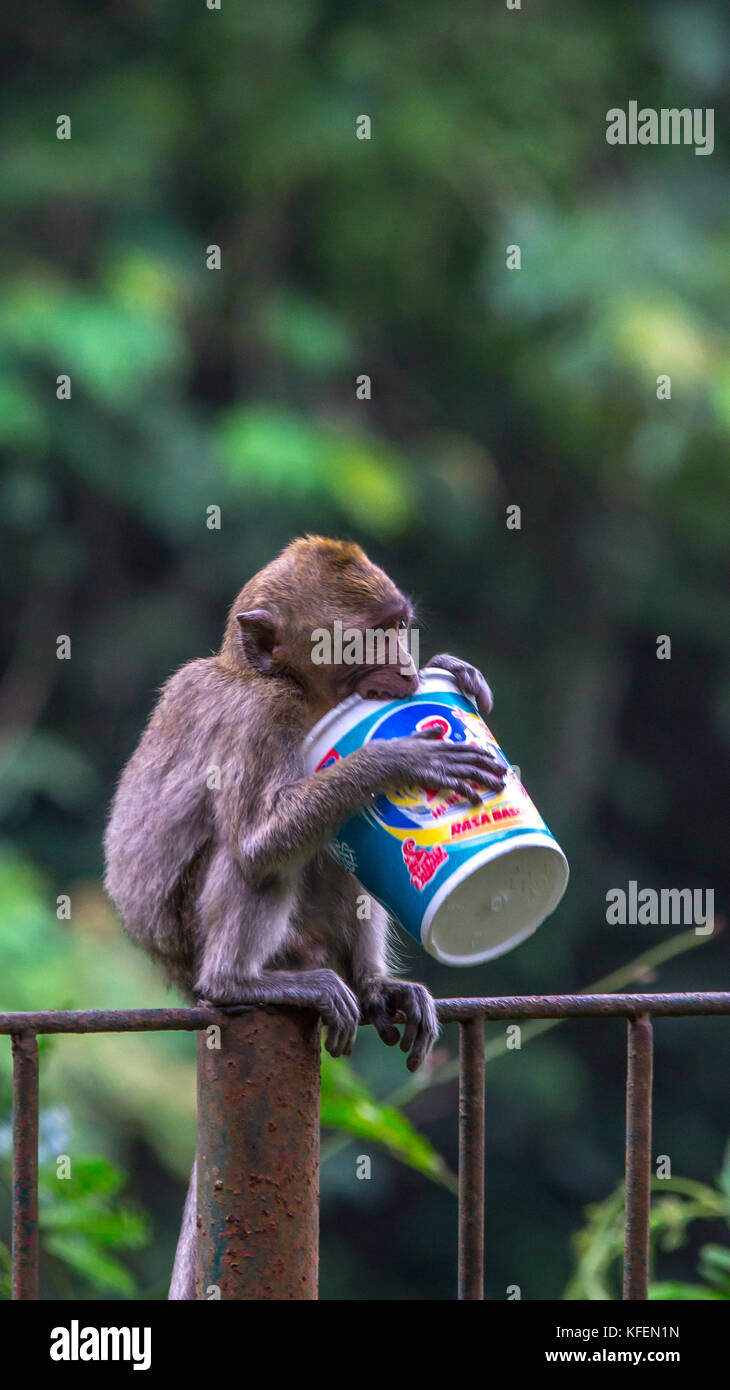 Stereofoam hi-res stock photography and images - Alamy