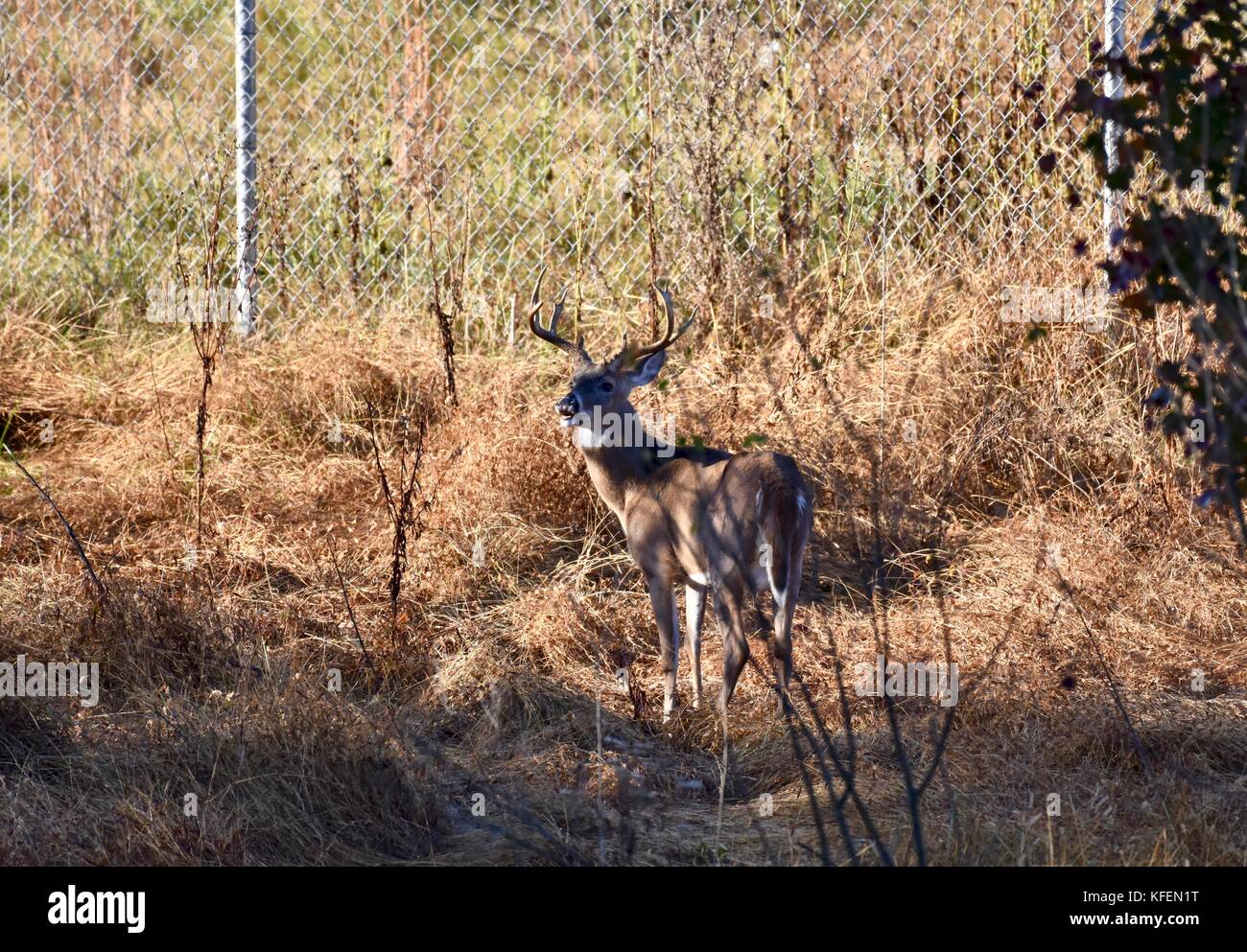 White-tailed deer (Odocoileus virginianus) buck grazing along a fence ...