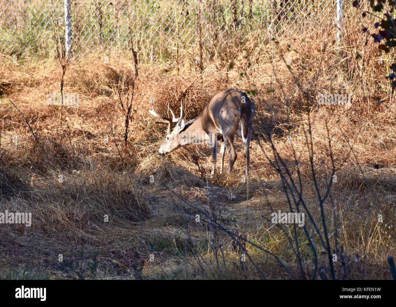 White-tailed deer (Odocoileus virginianus) buck grazing along a fence ...