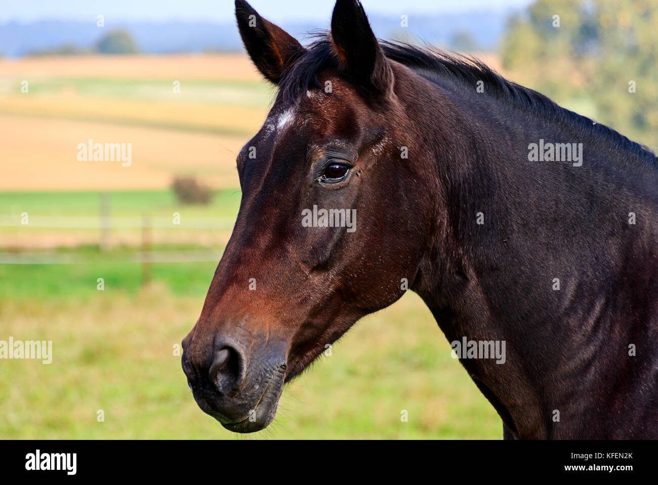 Trakehner horse hi-res stock photography and images - Alamy