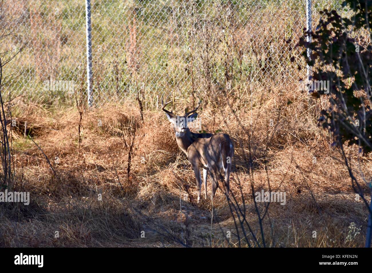 White-tailed deer (Odocoileus virginianus) buck grazing along a fence ...
