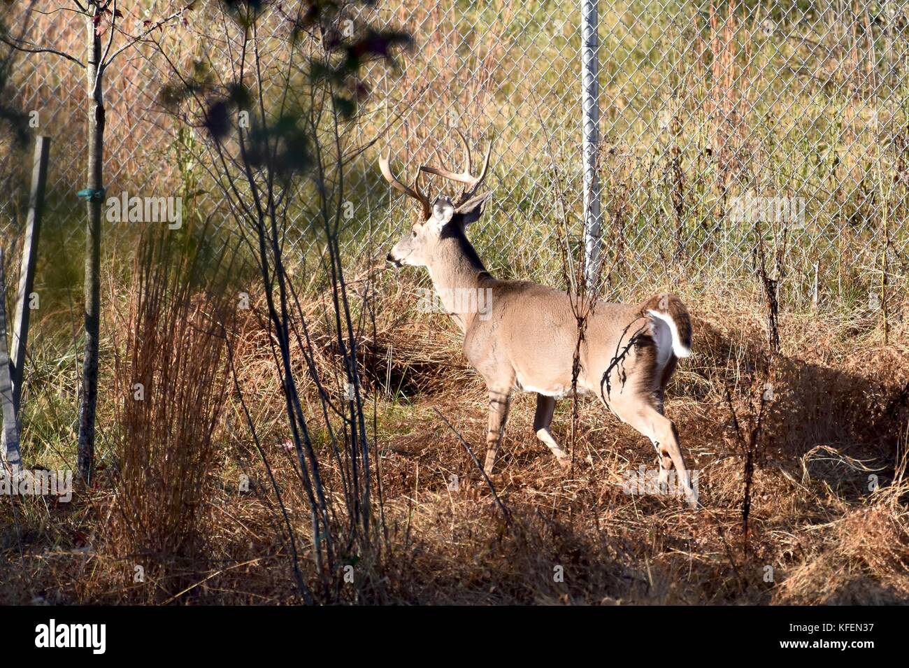 White-tailed deer (Odocoileus virginianus) buck grazing along a fence ...