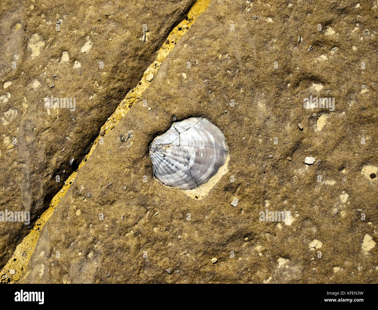 A fossilized seashell in soft sandstone or limestone in Malta Stock ...