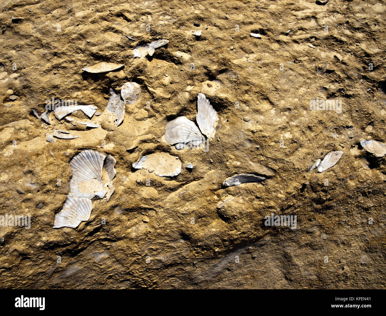 A fossilized seashell in soft sandstone or limestone in Malta Stock ...