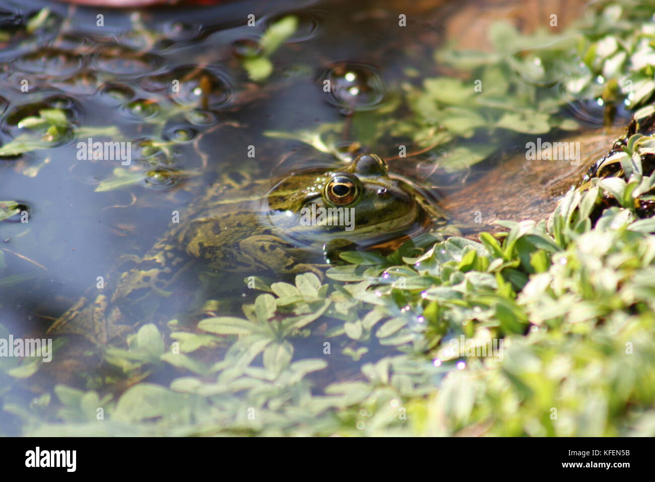 small green frog in a pond Stock Photo - Alamy
