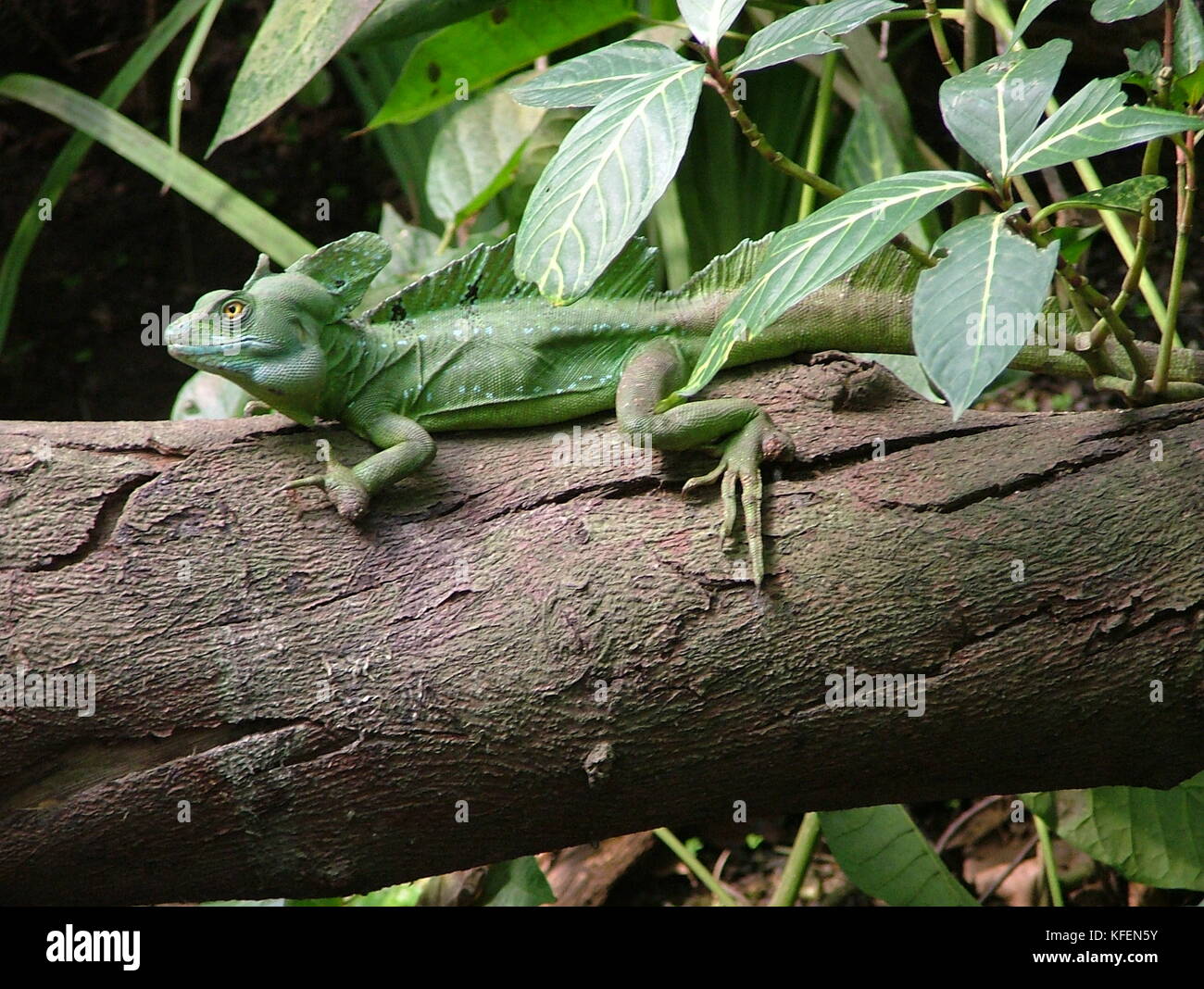 basilisk lizard in the tropical rainforest Stock Photo - Alamy