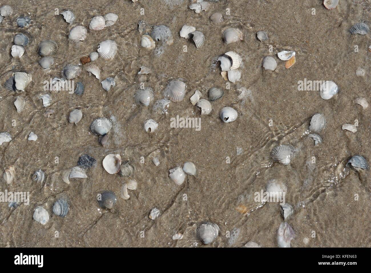 Muscheln am Strand - sea shell on the beach Stock Photo - Alamy