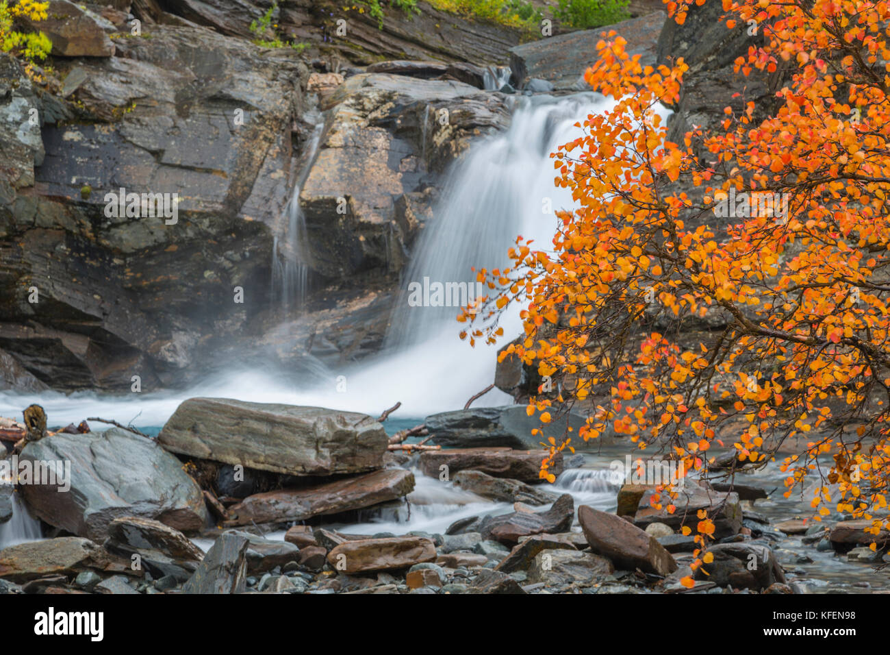Bich Tree High Resolution Stock Photography and Images - Alamy
