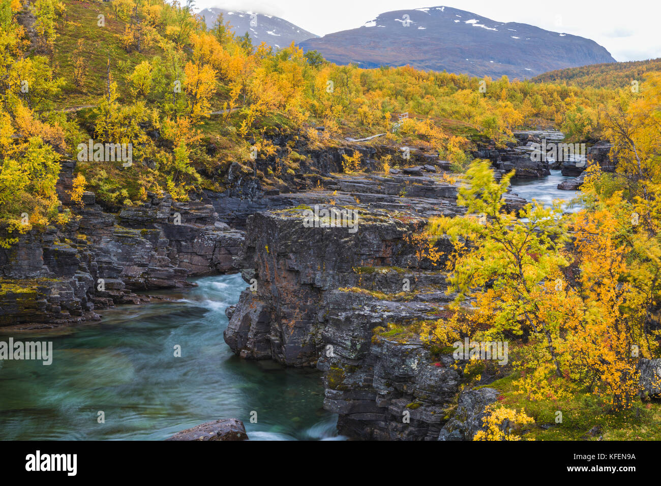 Abiskojokk in autumn season with yellow and orange birch trees around ...
