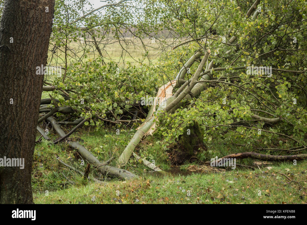 Decimated trees hi-res stock photography and images - Alamy