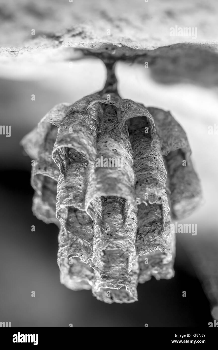 A new nest belonging to a young Paper Wasp Queen, constructed by mixing ...