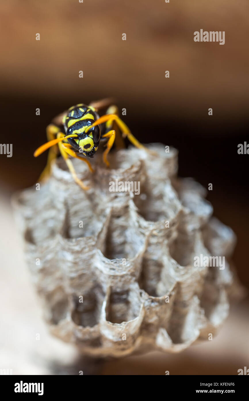 A young Paper Wasp Queen builds a nest to start a new colony Stock ...