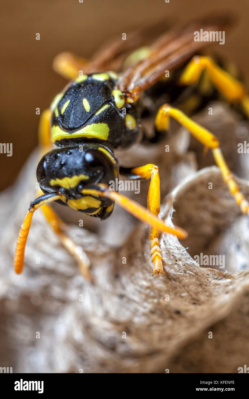 A young Paper Wasp Queen builds a nest to start a new colony Stock ...