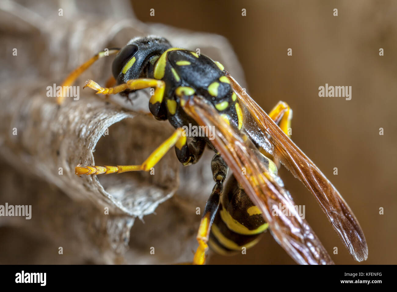A young Paper Wasp Queen builds a nest to start a new colony Stock ...