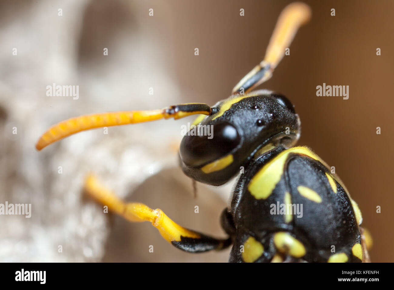 A young Paper Wasp Queen builds a nest to start a new colony Stock ...