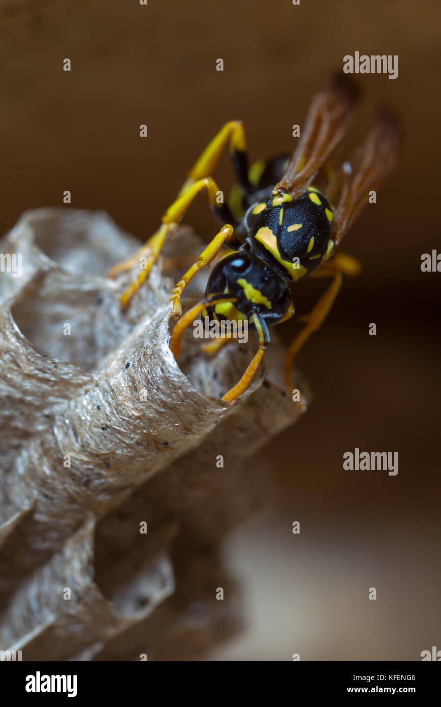 A young Paper Wasp Queen builds a nest to start a new colony Stock ...