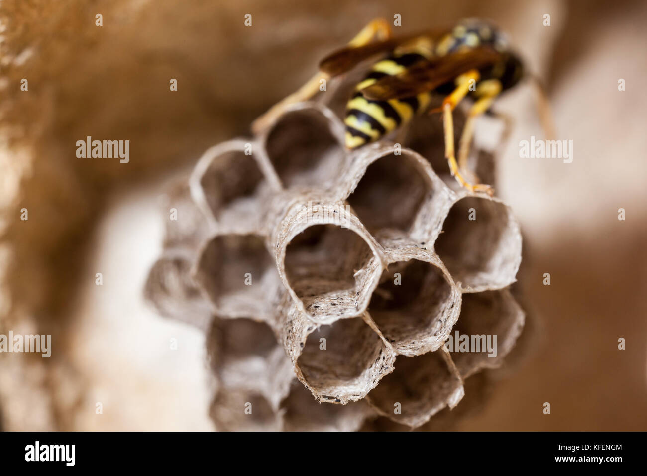A young Paper Wasp Queen builds a nest to start a new colony Stock ...