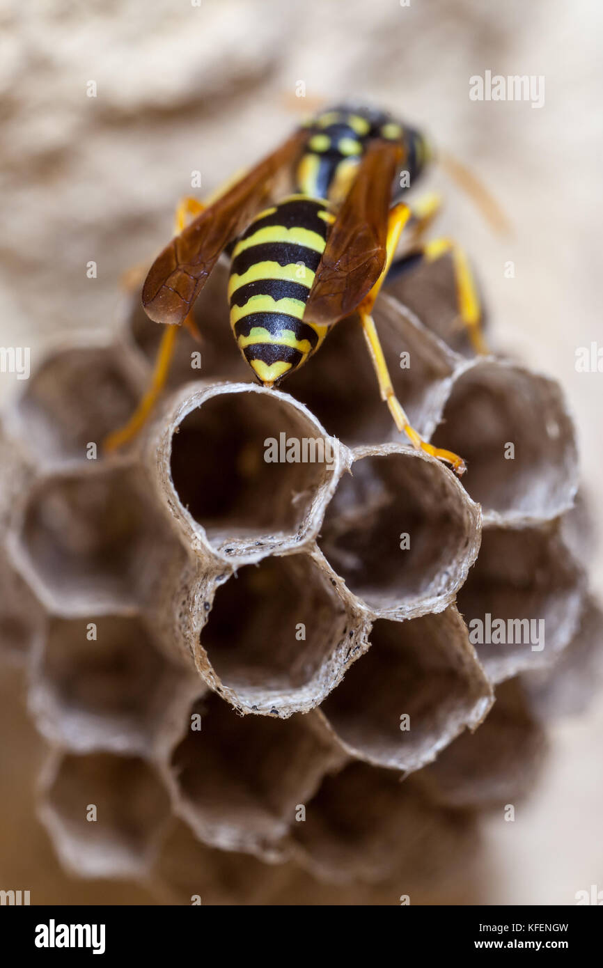 A young Paper Wasp Queen builds a nest to start a new colony Stock ...