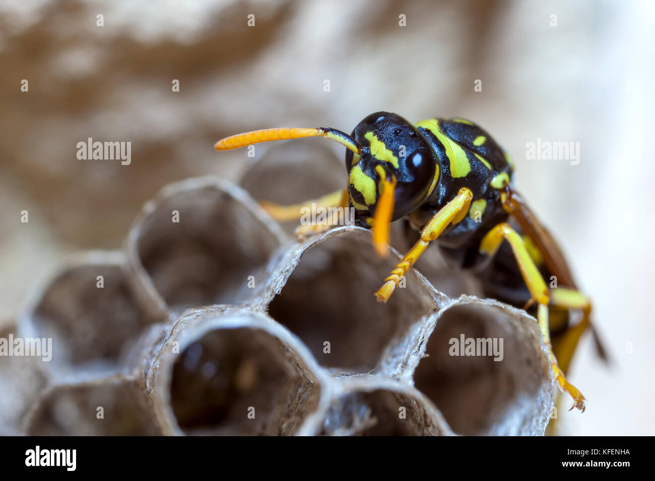 A young Paper Wasp Queen builds a nest to start a new colony Stock ...