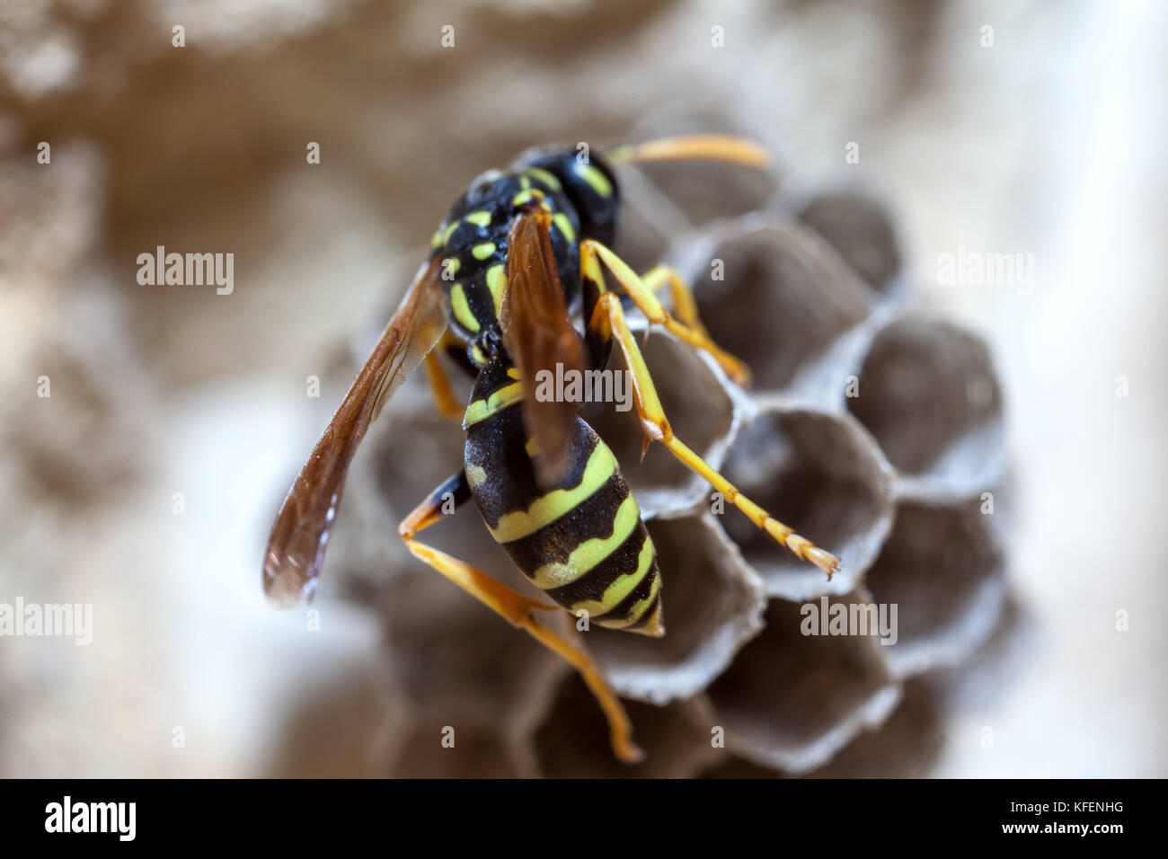 A young Paper Wasp Queen builds a nest to start a new colony Stock ...