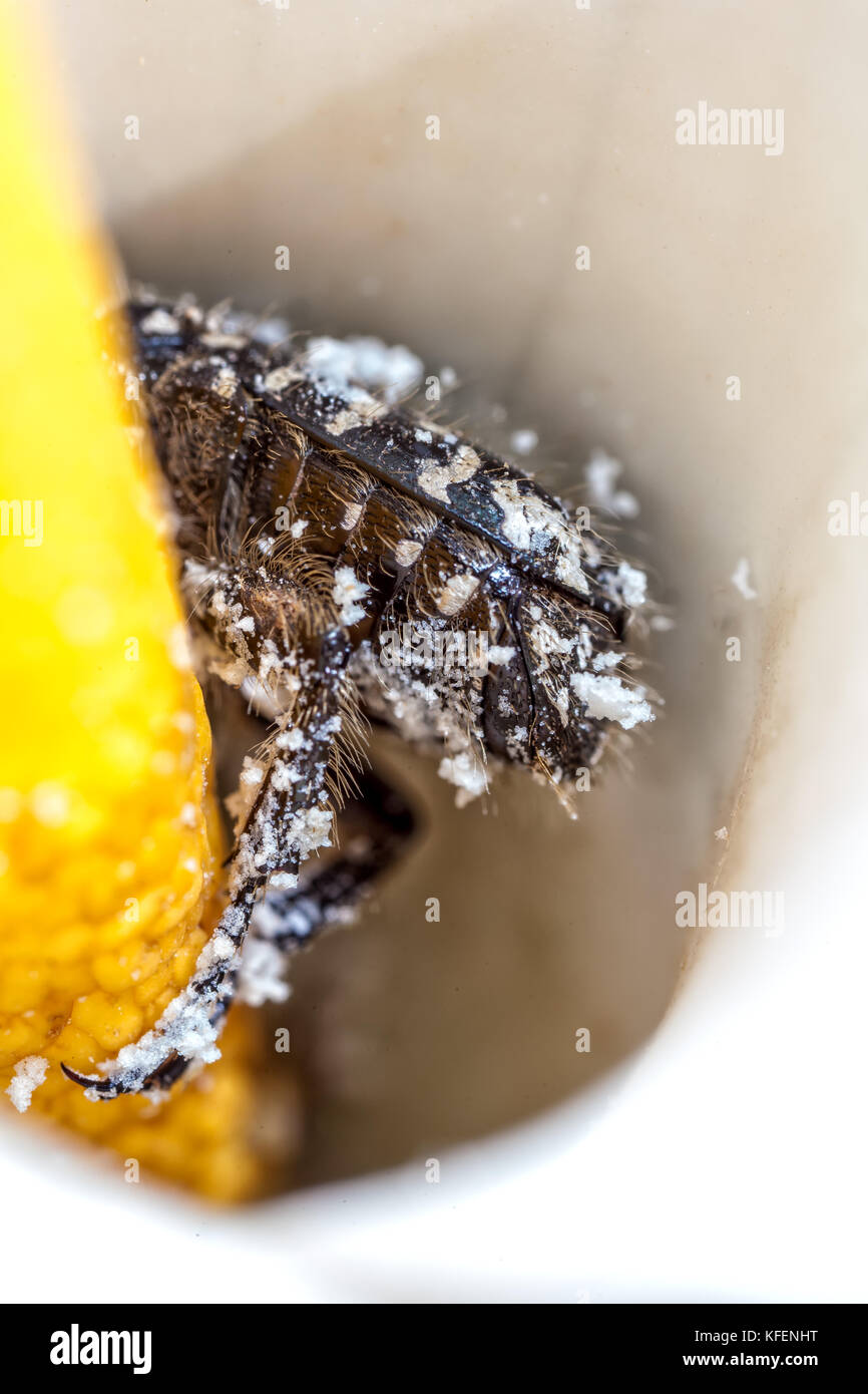 Hiding beetle hi-res stock photography and images - Alamy
