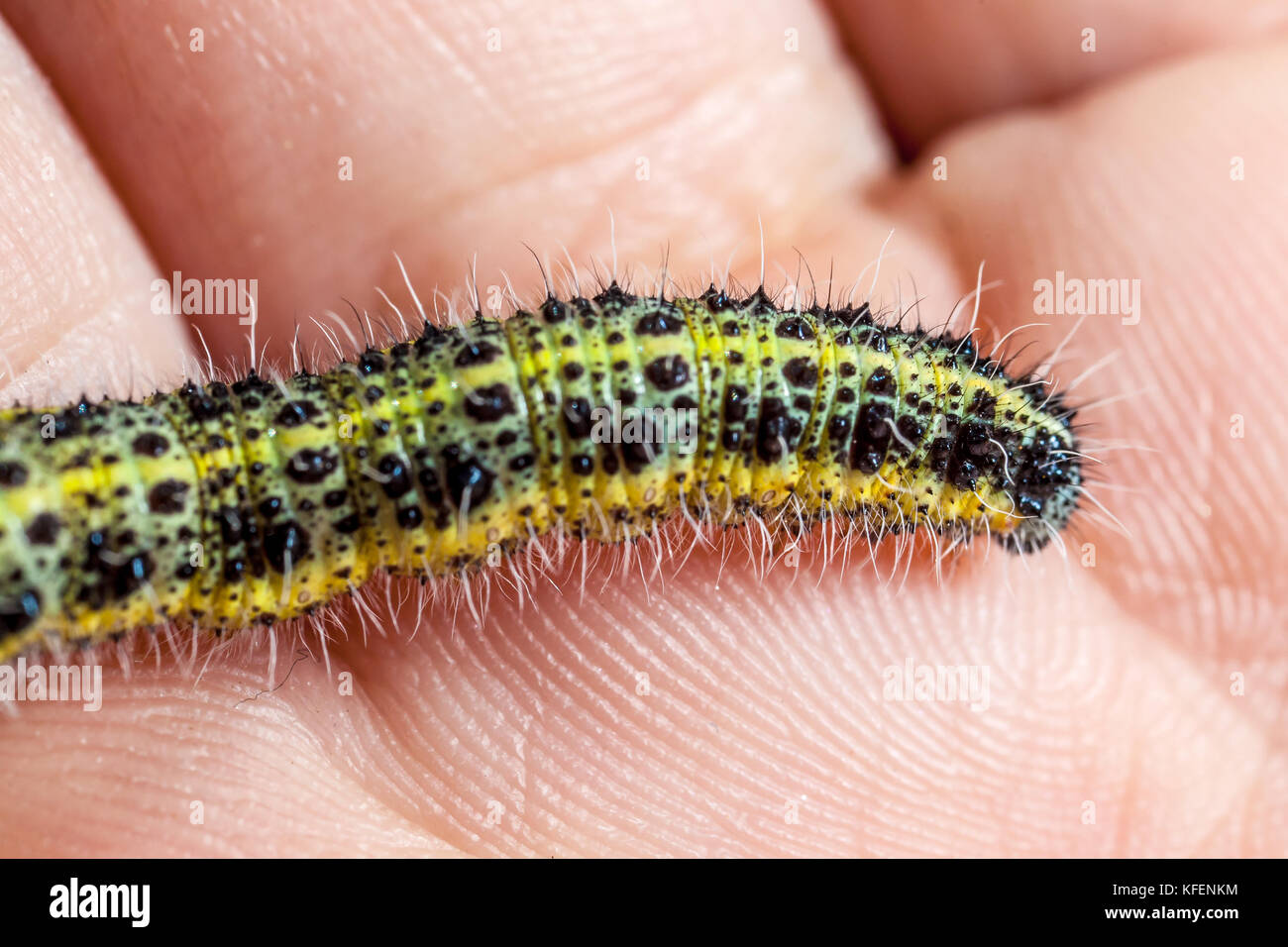 Cabbage White butterfly, here shown at larval or caterpillar stage ...