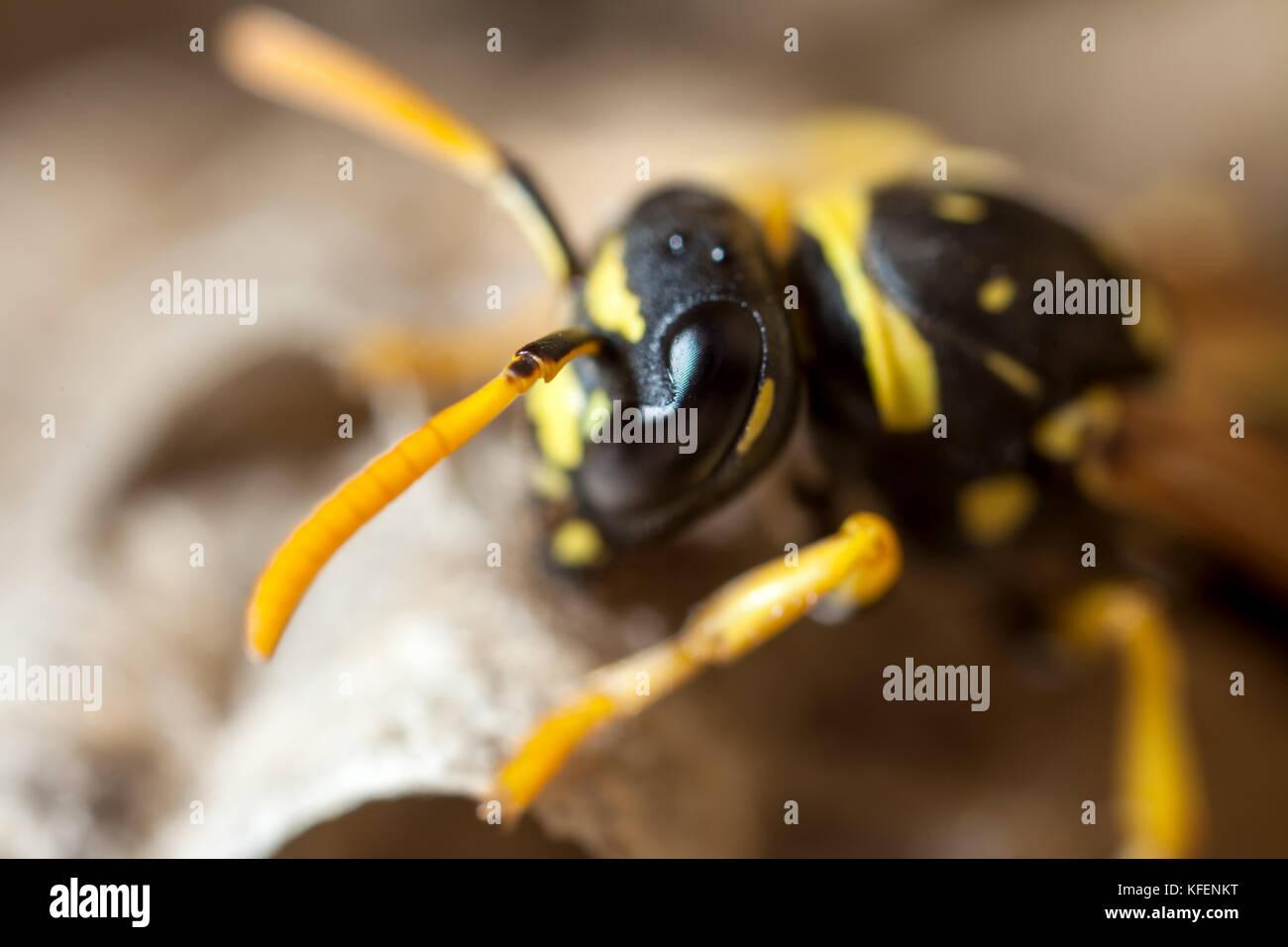 A young Paper Wasp queen tending to her nest Stock Photo - Alamy
