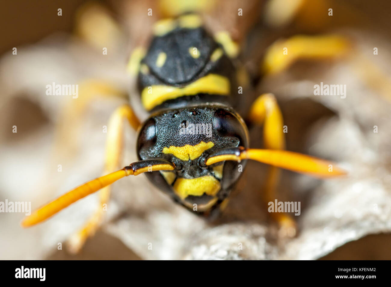 A young Paper Wasp queen shown at 3 times actual life size Stock Photo ...