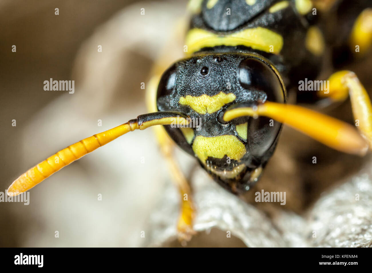 A young Paper Wasp queen at 4 times macro Stock Photo - Alamy