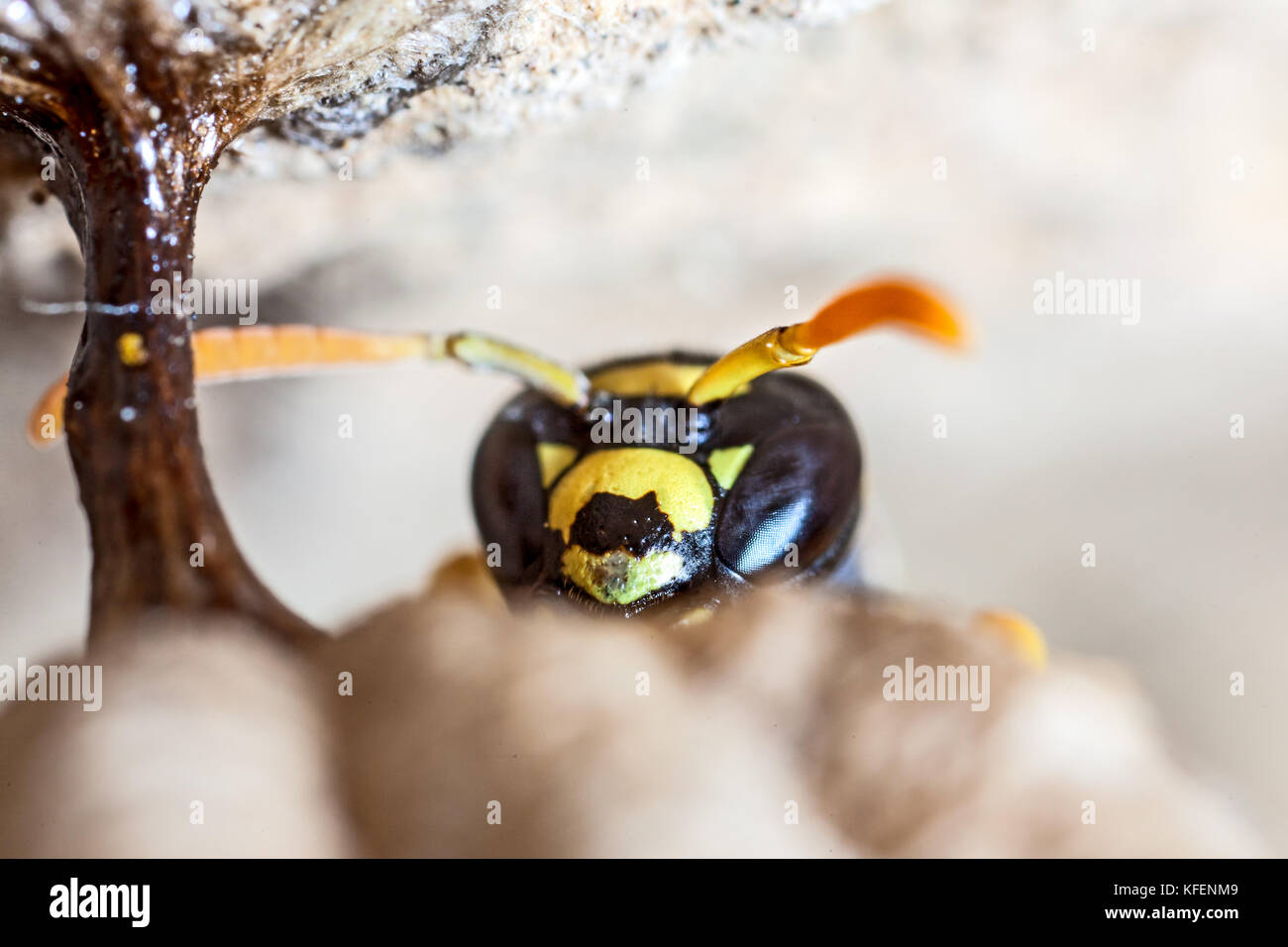 A young Ppaper Wasp Queen tends to the petiole or stalk that attaches ...