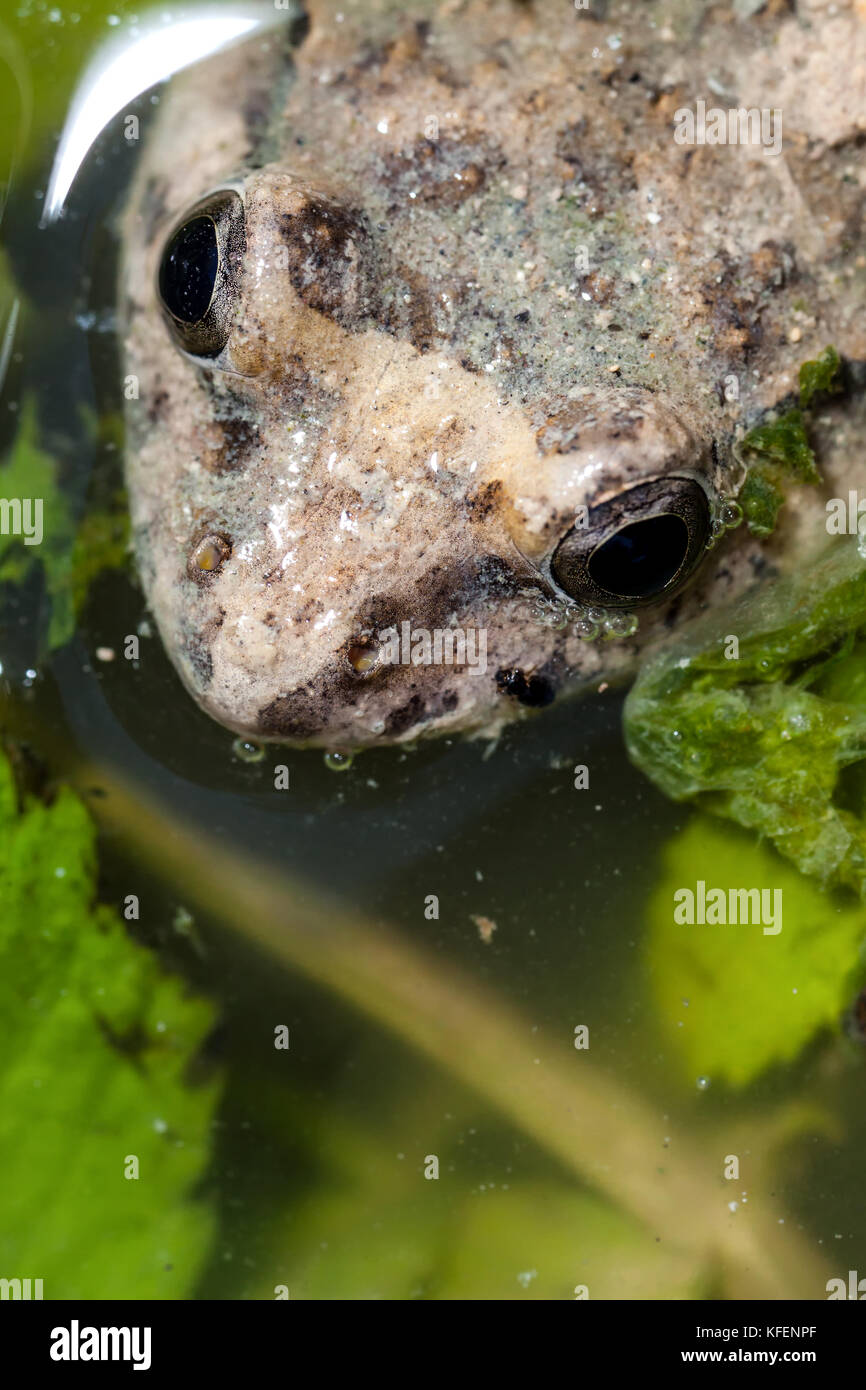 The Mediterranean Painted Frog, Discoglossus pictus, is a species of ...