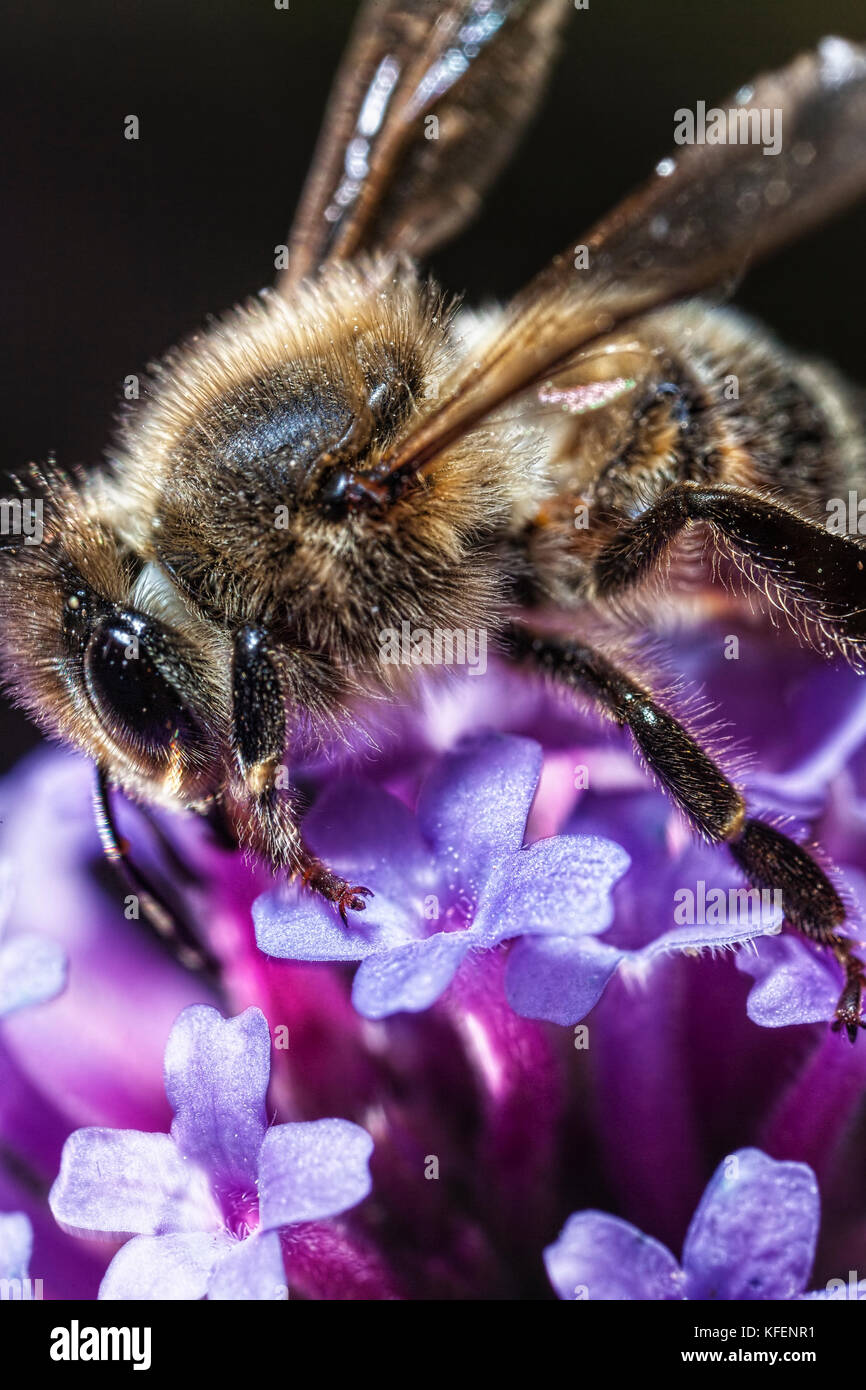 The Maltese honey bee, Apis mellifera ruttneri, is a sub-species of the ...