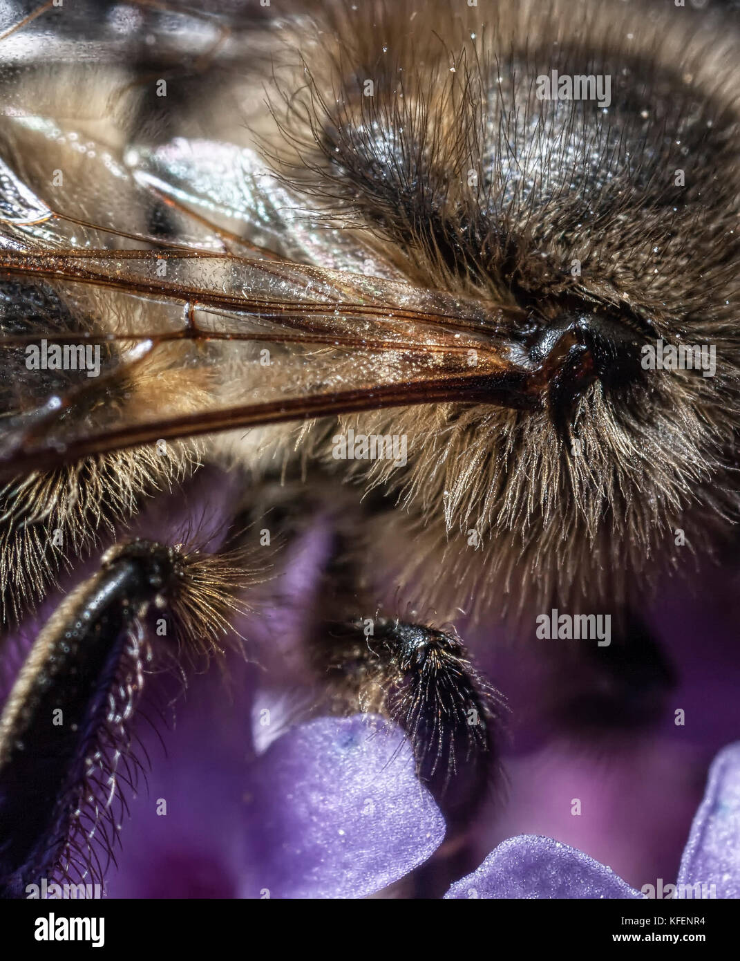The Maltese honey bee, Apis mellifera ruttneri, is a sub-species of the ...