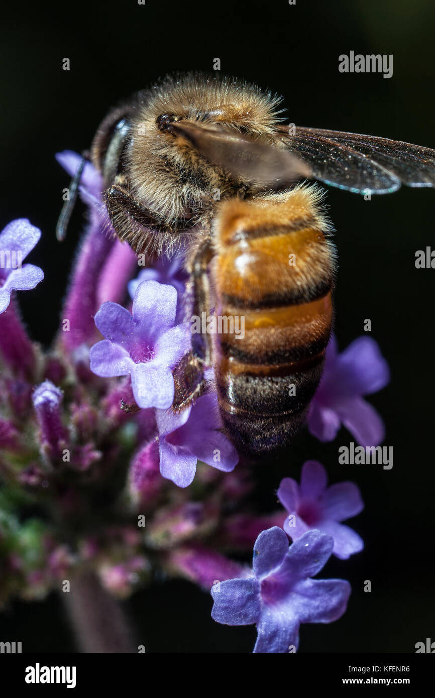 The Maltese honey bee, Apis mellifera ruttneri, is a sub-species of the ...