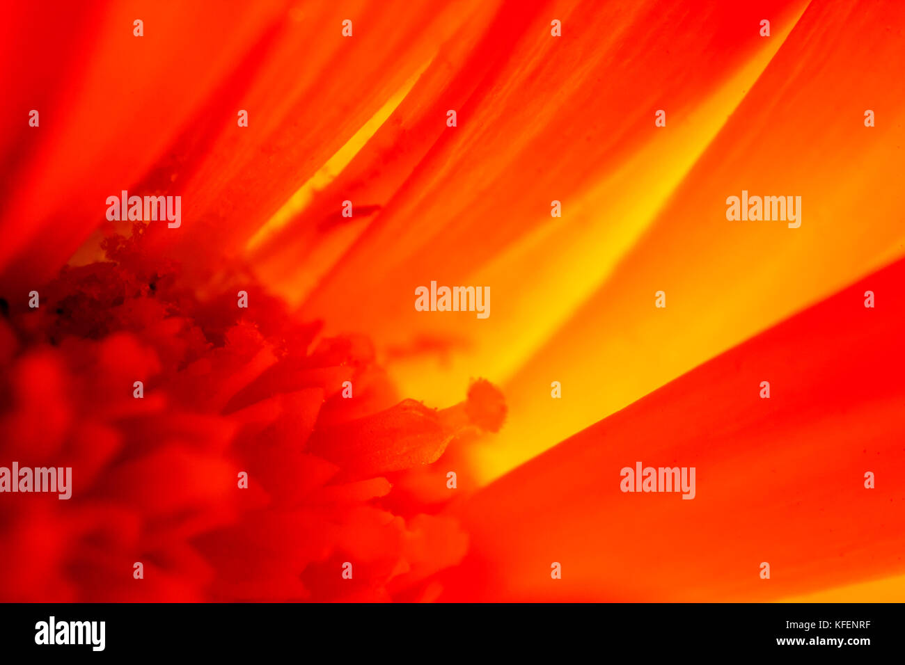 Extreme macro abstract of a flower, ideal for wallpapers and backdrops ...