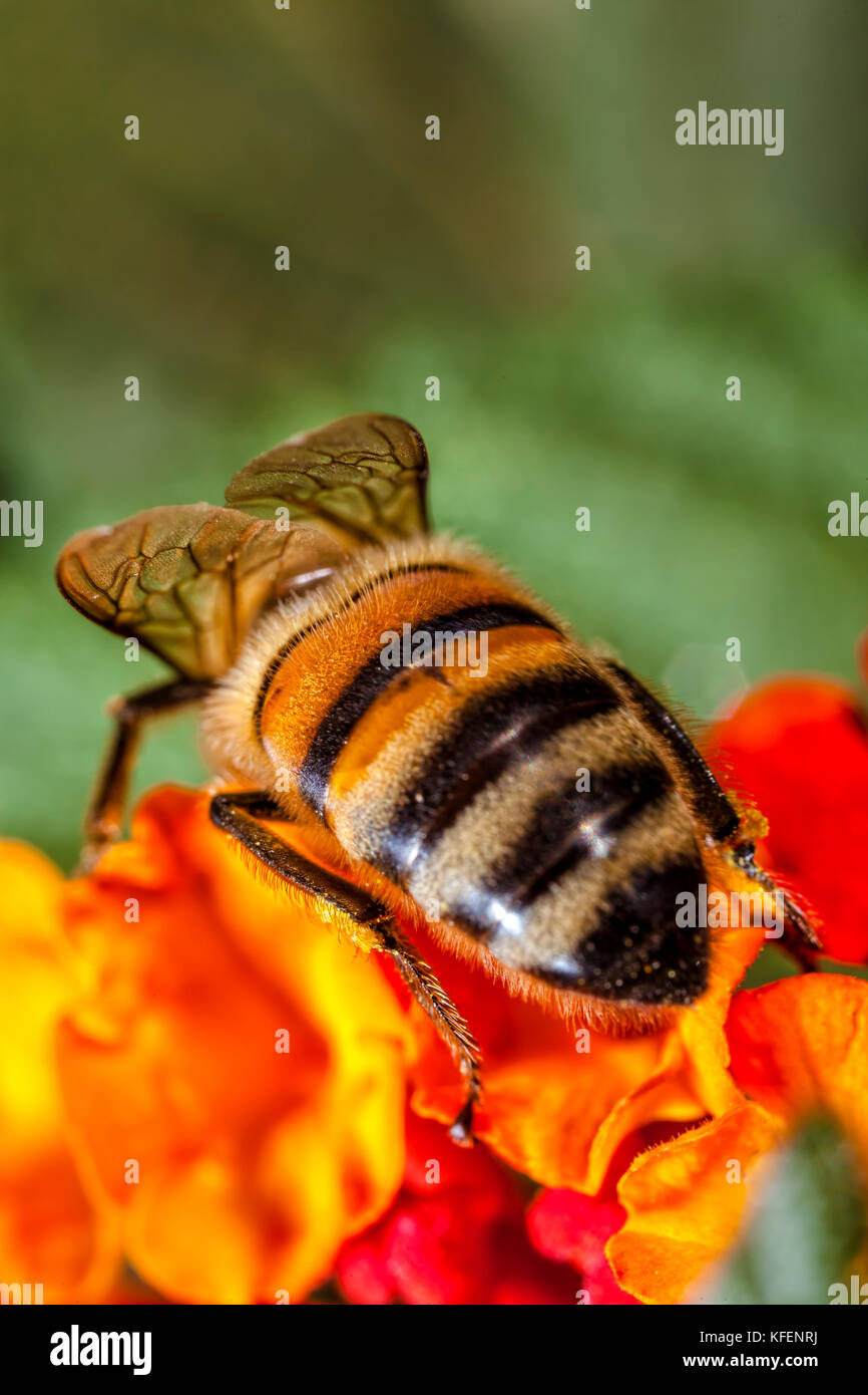 The Maltese honey bee, Apis mellifera ruttneri, is a sub-species of the ...